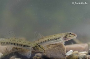 Spined Loach — Seriously Fish