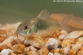Corydoras aeneus – Bronze Cory (Corydoras schultzei, Corydoras ...