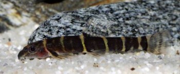 Dwarf chain loach reclassified: a summary of recent changes in loach ...