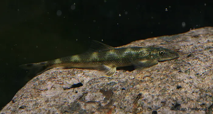 Pseudohomaloptera leonardi (Balitoropsis leonardi, Homaloptera H01 ...