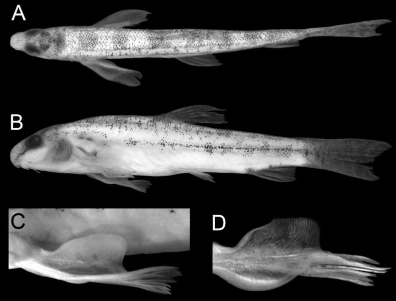Lepidocephalichthys zeppelini — Seriously Fish