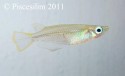 Oryzias javanicus – Javanese Ricefish (Aplocheilus javanicus ...
