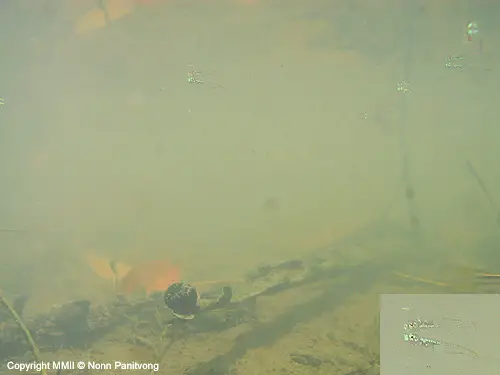 Oryzias minutillus – Dwarf Medaka — Seriously Fish