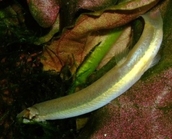 Pangio sp. ‘PAN02’ — Seriously Fish