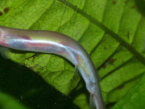 Pangio sp. ‘PAN04’ – Panda Loach — Seriously Fish