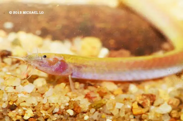 Pangio doriae (Eucirrhichthys doriae) — Seriously Fish