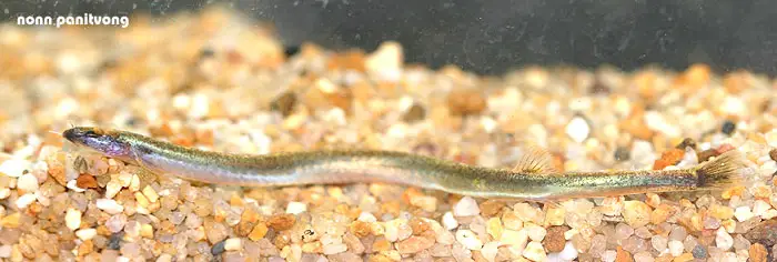 Pangio doriae (Eucirrhichthys doriae) — Seriously Fish