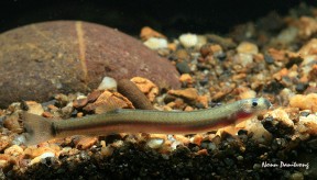 Pangio sp. ‘PAN04’ – Panda Loach — Seriously Fish