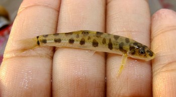 ‘Nemacheilus’ corica (Schistura corica, Schistura punctata) — Seriously ...