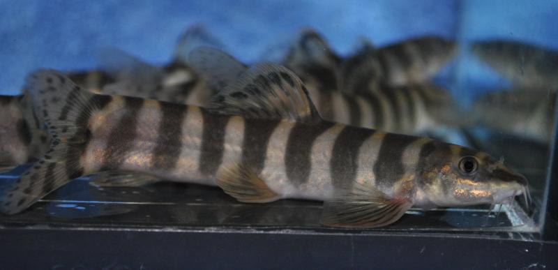 Schistura hypsiura – Super Convict Loach — Seriously Fish
