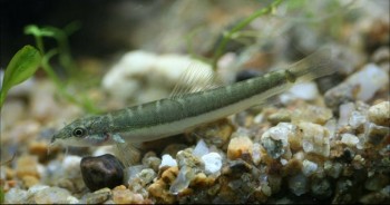 Schistura savona – Half-banded Loach (Nemacheilus savona, Cobitis ...
