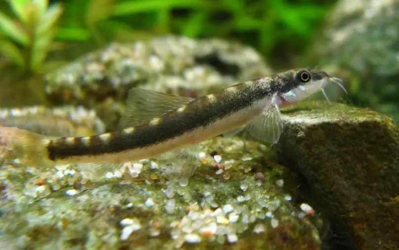 Schistura savona – Half-banded Loach (Nemacheilus savona, Cobitis ...