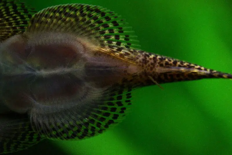 Sewellia albisuera (Parasewellia tetralobata) — Seriously Fish