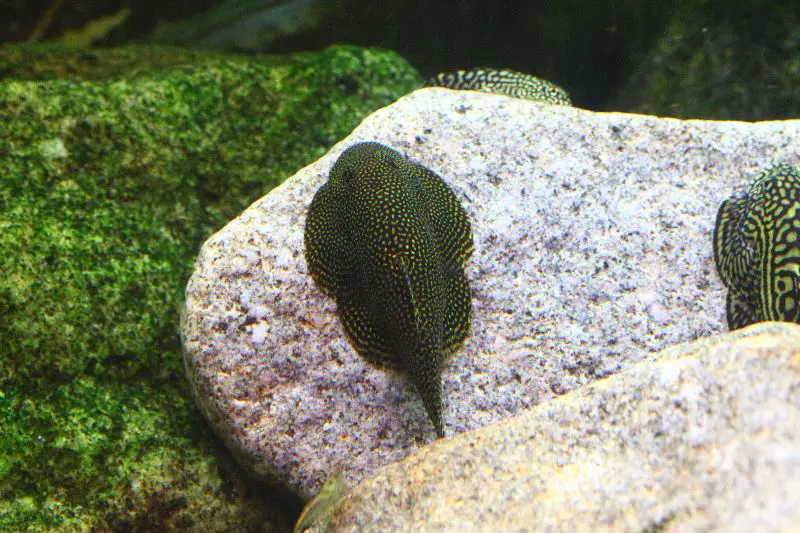 Sewellia sp. ‘SEW01’ – Spotted Butterfly Loach — Seriously Fish