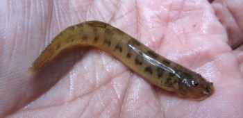 willy fish — Seriously Fish