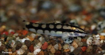Ambastaia sidthimunki – Dwarf Chain Loach (Botia sidthimunki ...