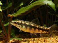 Ambastaia sidthimunki – Dwarf Chain Loach (Botia sidthimunki ...