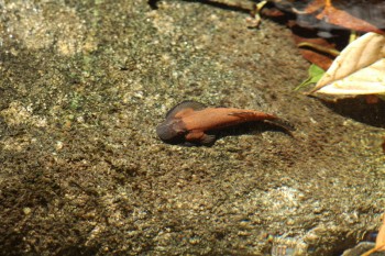 Gastromyzon lepidogaster — Seriously Fish