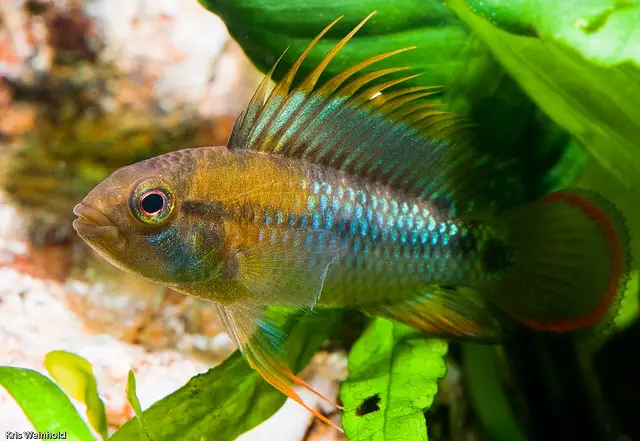 Apistogramma baenschi – A188, Inca Dwarf Cichlid, Inka Zwergbuntbarsch ...