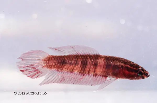 Betta burdigala — Seriously Fish