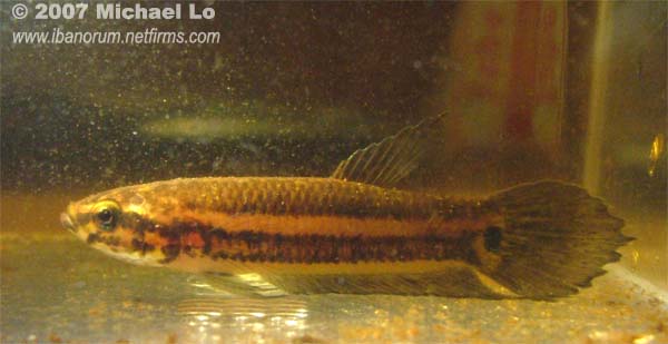 Betta mandor — Seriously Fish