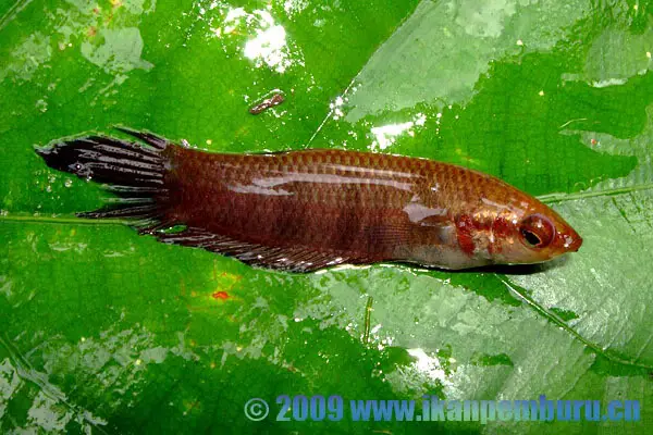 Betta mandor — Seriously Fish