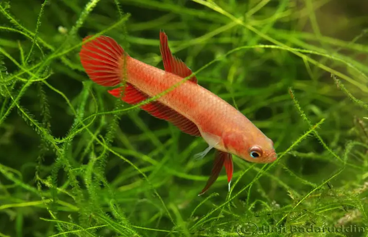 Betta rutilans — Seriously Fish