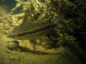 Chilodus punctatus – Spotted Headstander — Seriously Fish