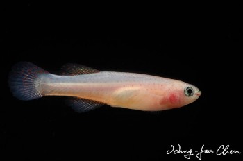 Fundulopanchax gardneri – Steel-blue Killifish (Aphyosemion gardneri ...