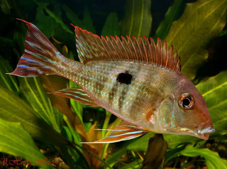 Geophagus sp. ‘orange head’ — Seriously Fish