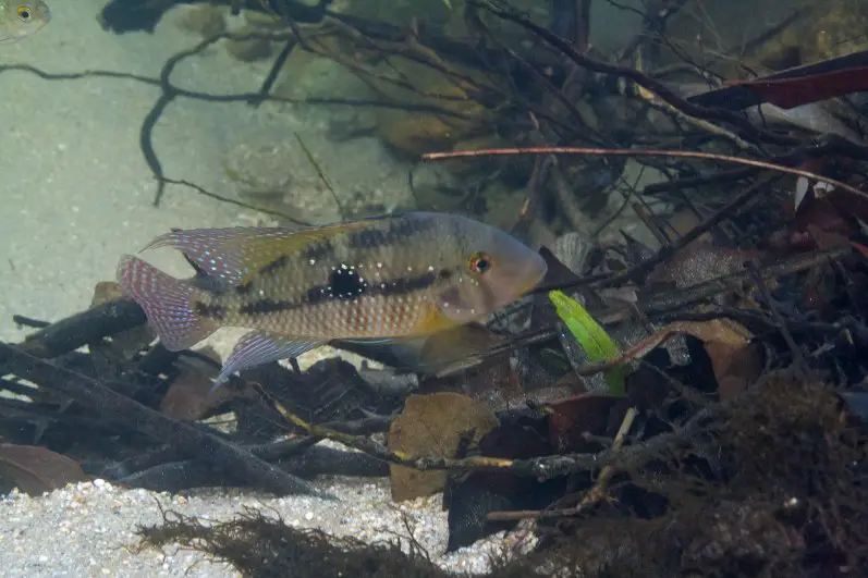 ‘Geophagus’ brasiliensis – Pearl Cichlid (Chromis brasiliensis ...