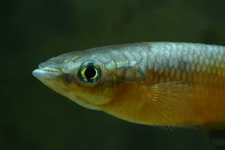 Pachypanchax sakaramyi – Madagascar Panchax (Panchax sakaramyi ...