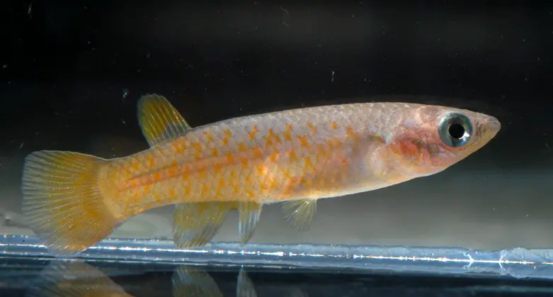 Pachypanchax sakaramyi – Madagascar Panchax (Panchax sakaramyi ...