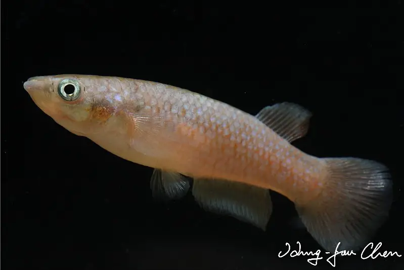 Pachypanchax sakaramyi – Madagascar Panchax (Panchax sakaramyi ...