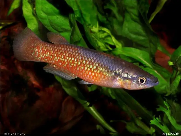 Pachypanchax sakaramyi – Madagascar Panchax (Panchax sakaramyi ...