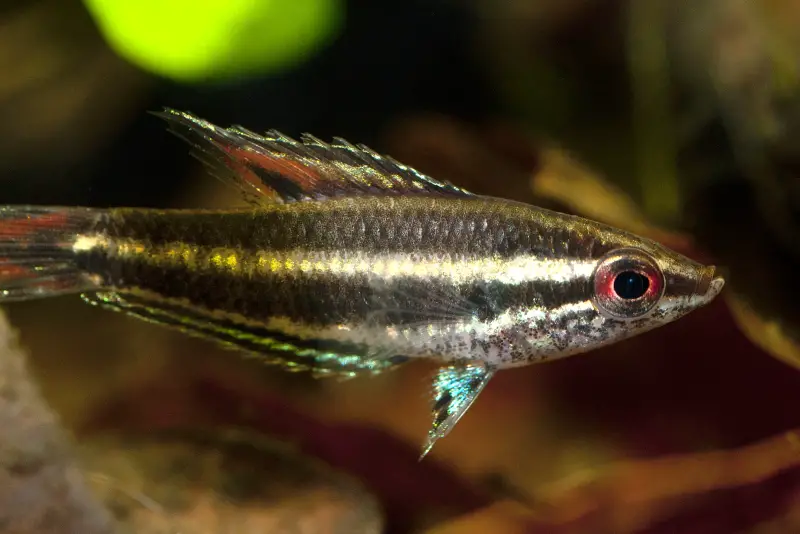 Parosphromenus opallios — Seriously Fish