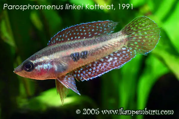 Parosphromenus linkei — Seriously Fish