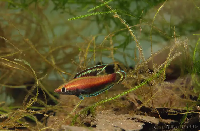 Parosphromenus nagyi — Seriously Fish