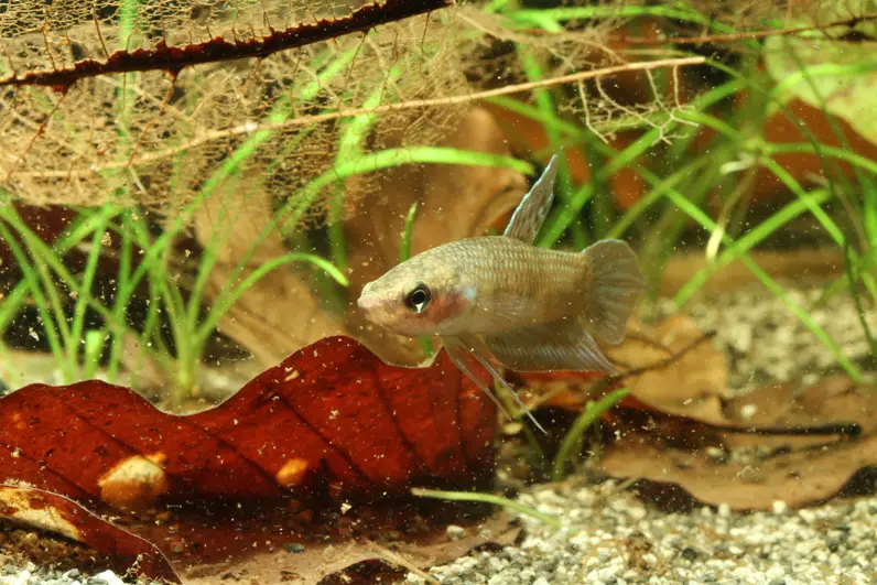 Betta dimidiata — Seriously Fish
