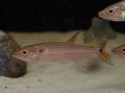 Acestrorhynchus falcatus – Red-tailed Freshwater Barracuda (Salmo ...