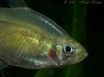 Alestopetersius caudalis – Yellow-tailed Congo Tetra (Petersius xenurus ...