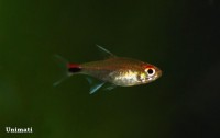 Axelrodia riesei – Ruby Tetra — Seriously Fish
