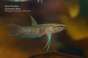 Betta dimidiata — Seriously Fish