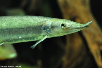 Boulengerella cuvieri (Xiphostoma cuvieri, Xiphostoma ocellatum ...