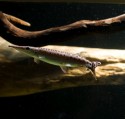 Boulengerella maculata (Xiphostoma maculatum, Xiphostoma taedo ...