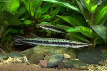 Boulengerella maculata (Xiphostoma maculatum, Xiphostoma taedo ...