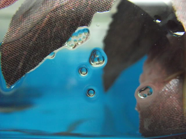 Copella arnoldi – Splash Tetra (Copeina arnoldi) — Seriously Fish