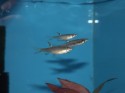 Copella arnoldi – Splash Tetra (Copeina arnoldi) — Seriously Fish