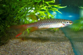Copella arnoldi – Splash Tetra (Copeina arnoldi) — Seriously Fish