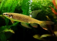 Copella arnoldi – Splash Tetra (Copeina arnoldi) — Seriously Fish